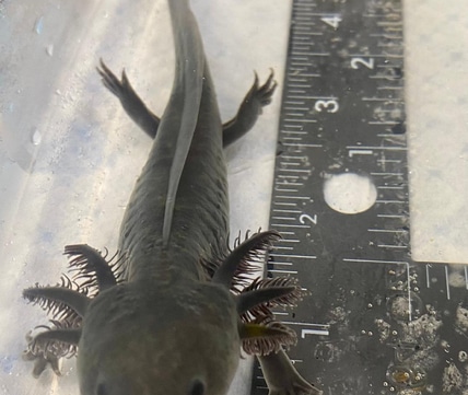 Axanthic Axolotl by Axolotls NYC - MorphMarket