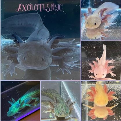 All Types Available Axolotl by Axolotls NYC - MorphMarket