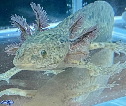 Axanthic Axolotl by Axolotls NYC - MorphMarket