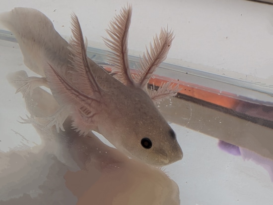 Copper Melanoid Juvenile Axolotl by Axolotl Galaxy