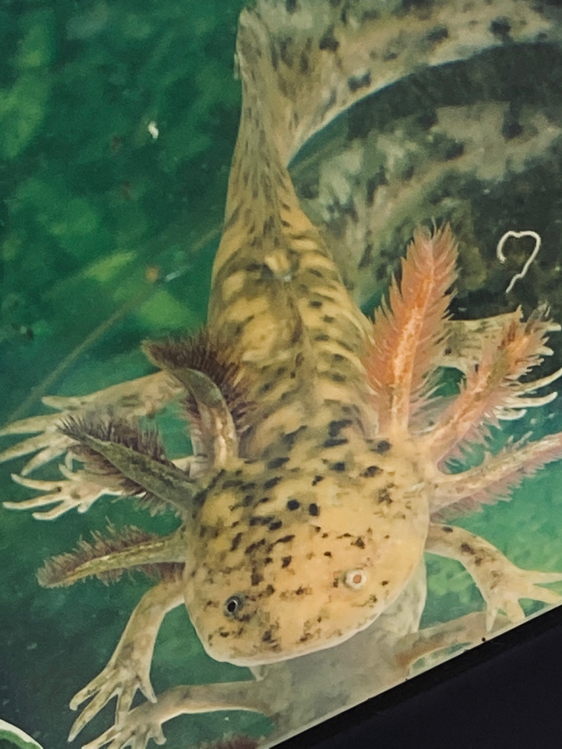 Mosaic Axolotl by Amphibians Galore - MorphMarket
