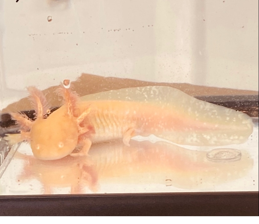 High Iridophore Albino Gold Axolotl by Amphibians Galore - MorphMarket