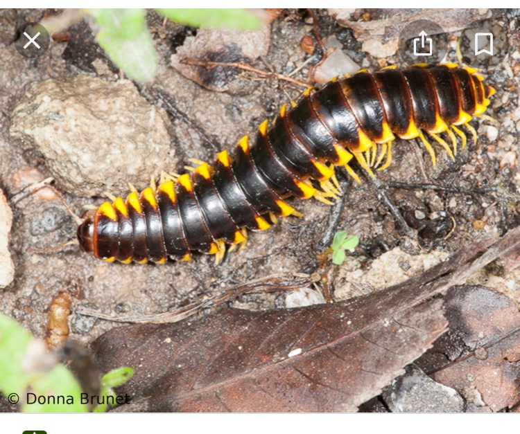 Cherry Millipede Apheloria Virgiensis Isopod by Amphibians Galore ...