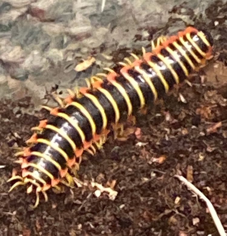 Cherry Millipede Apheloria Virgiensis Isopod by Amphibians Galore ...
