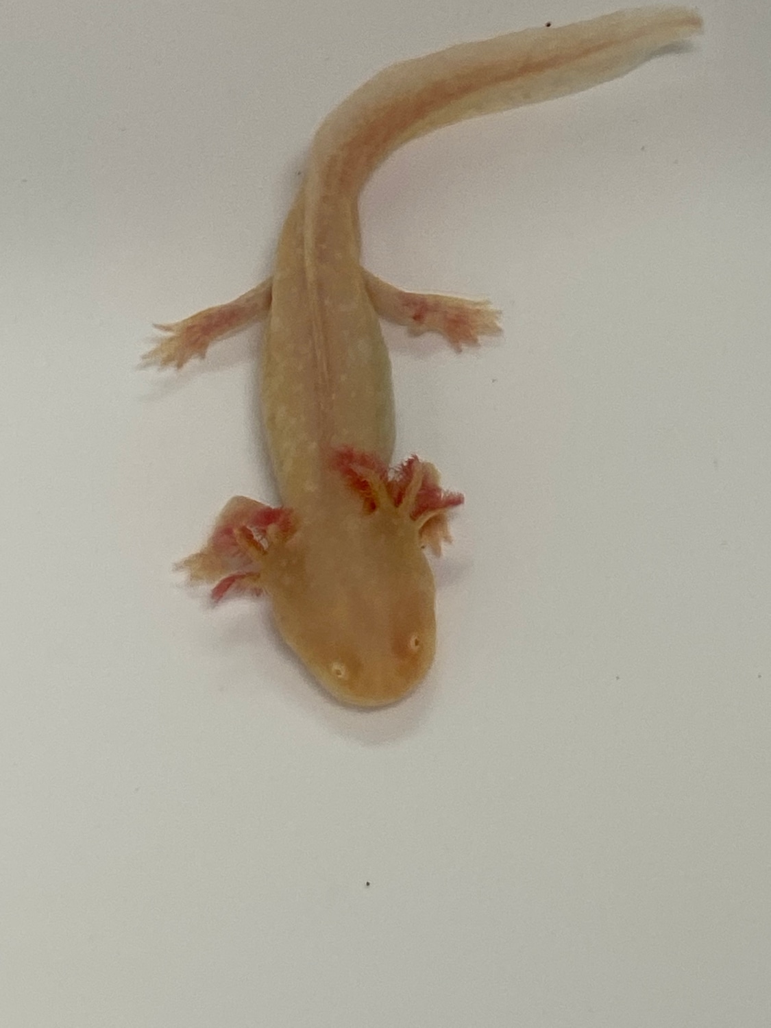 Axolotl by Amphibians Galore - MorphMarket