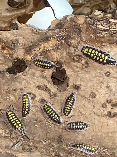Porcellio Haasi Giant High Yellow 10 Count Isopod by Amphibians Galore