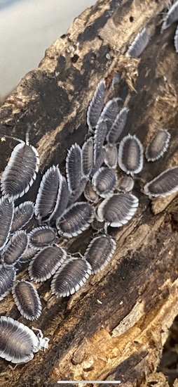 Porcellio Werneri Greek Shield 10 Count Isopod by Amphibians Galore