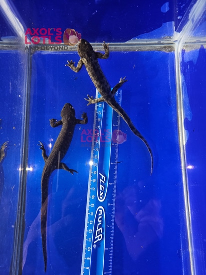 Adult Spanish Ribbed Newts by Axol's Lotls and Beyond