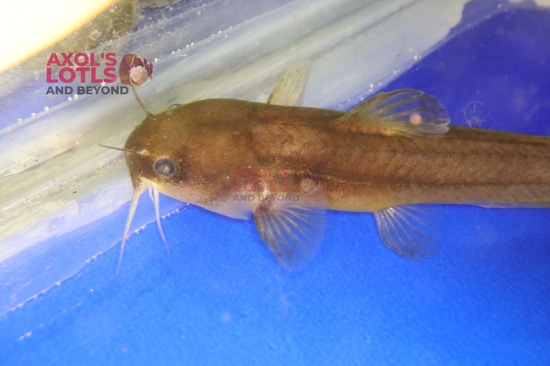WC Tadpole Madtom Catfish Other Catfish by Axol's Lotls and Beyond