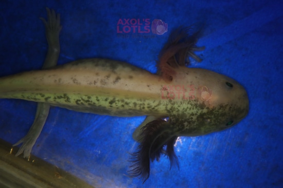 ~6" Split Mosaic Axolotl by Axol's Lotls and Beyond