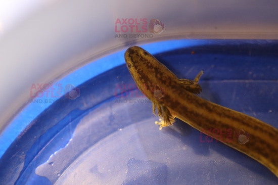 WC Narrow-Striped Dwarf Siren Pseudobranchus A. Axanthus Salamander by ...