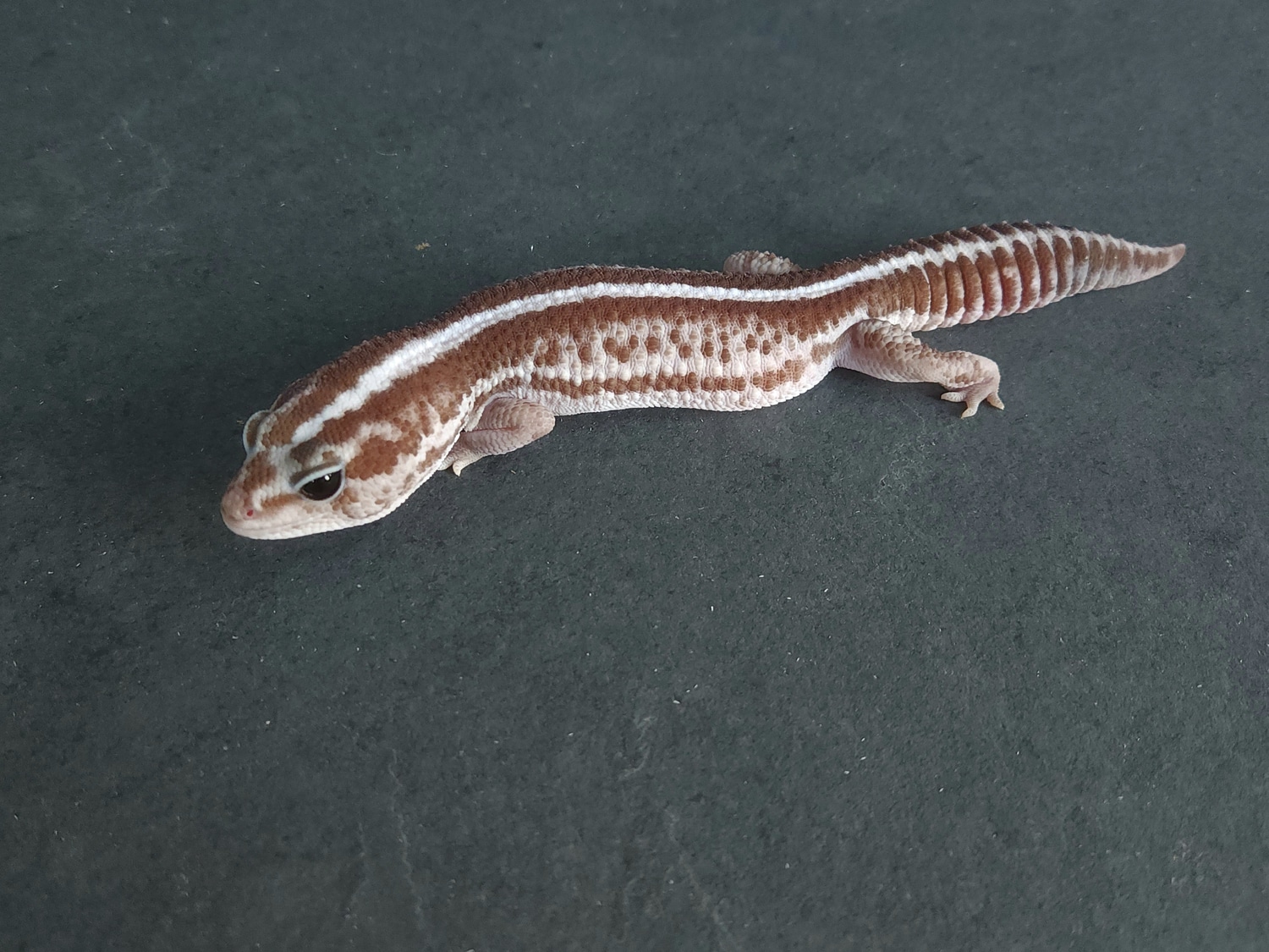Oreo Patternless Het Ghost African Fat-Tailed Gecko by Squeakin' Geckos ...