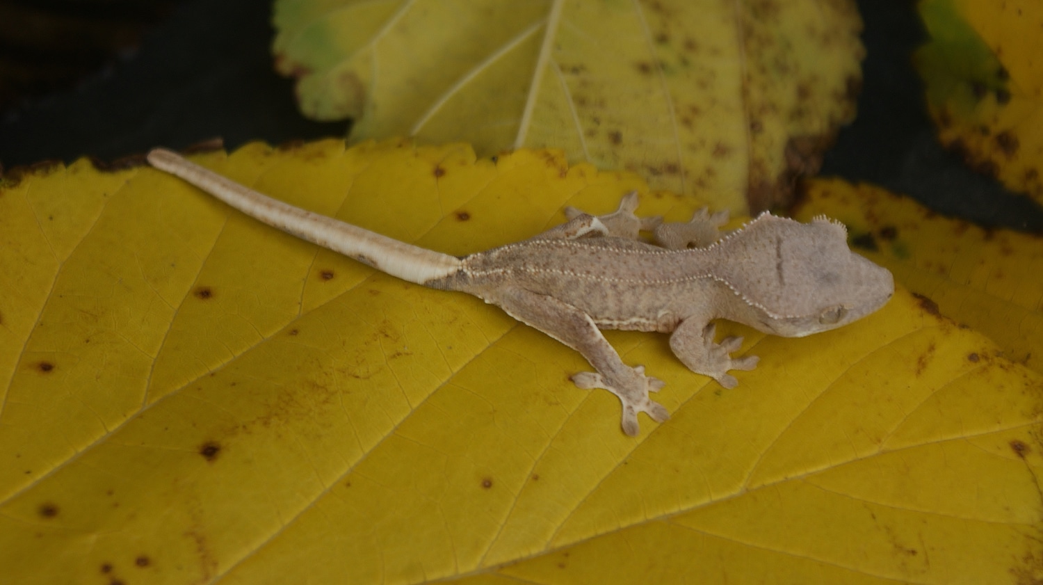 Phantom Lilly White Crested Gecko by Squeakin' Geckos - MorphMarket