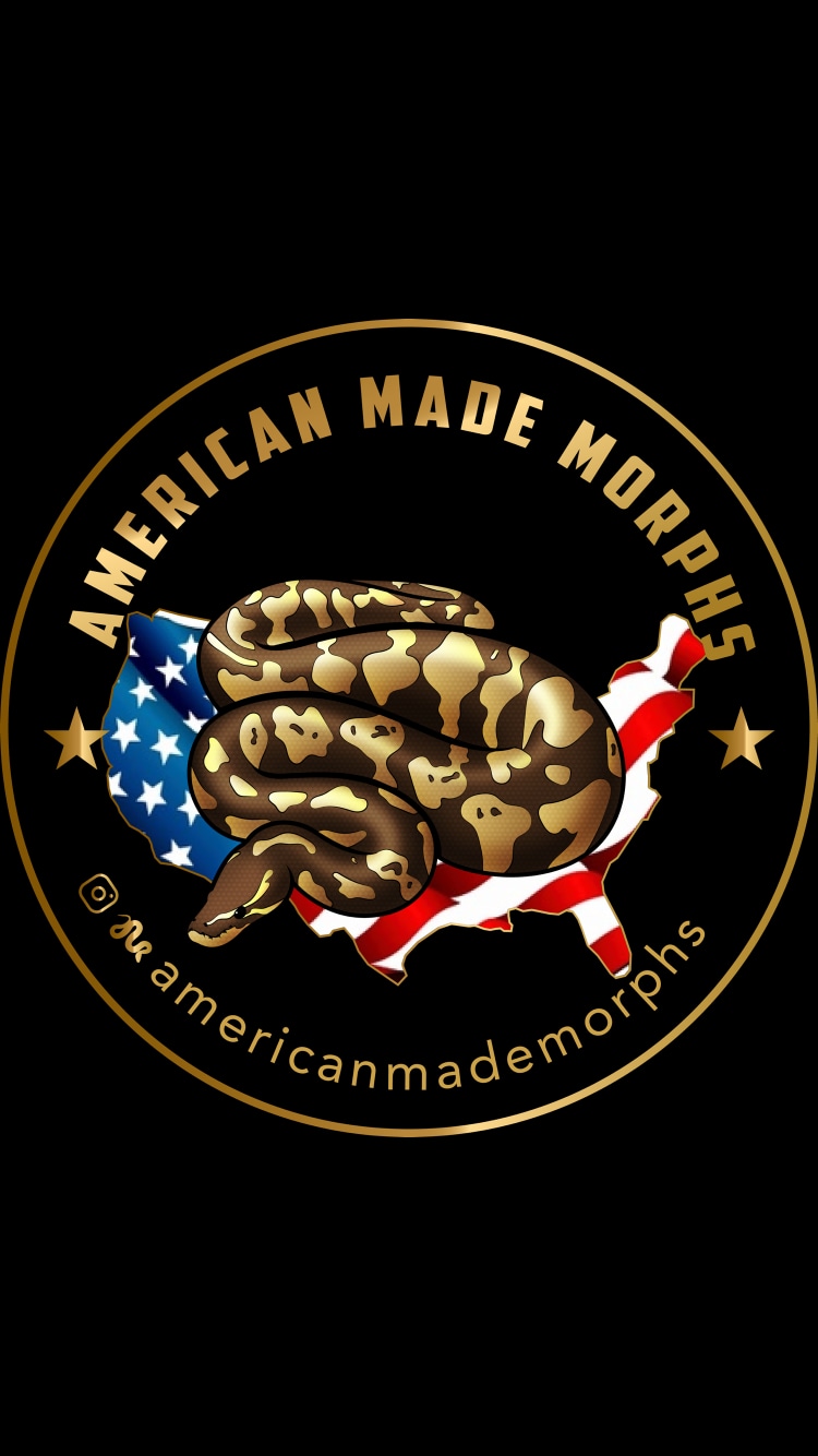 Ball Python Clutch: 004-22 by American Made Morphs - MorphMarket