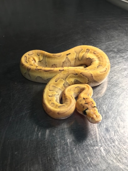 Champagne Enchi Blade Het Clown Ball Python by American Made Morphs