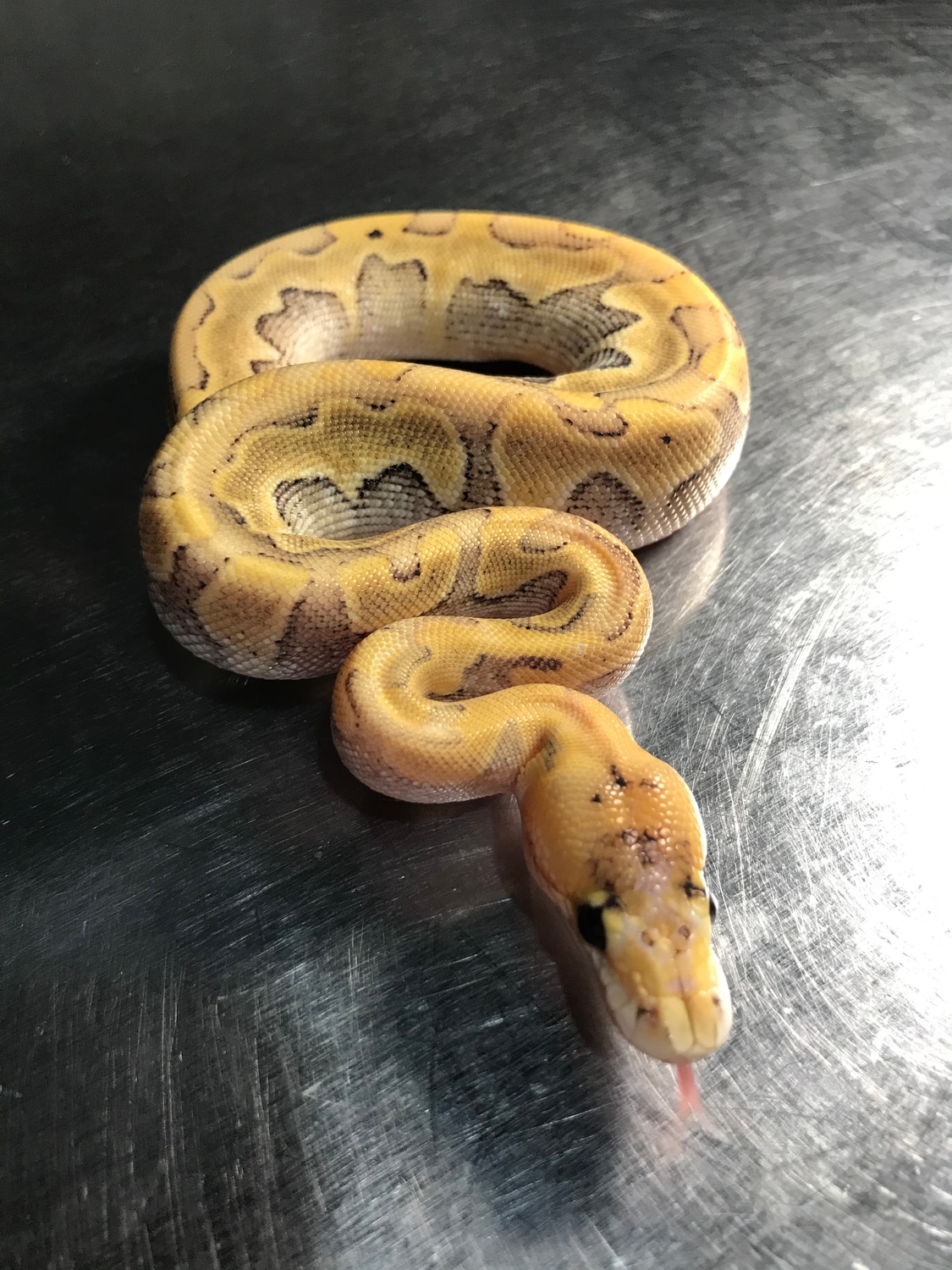 Champagne Enchi/blade Het Clown Ball Python by American Made Morphs ...