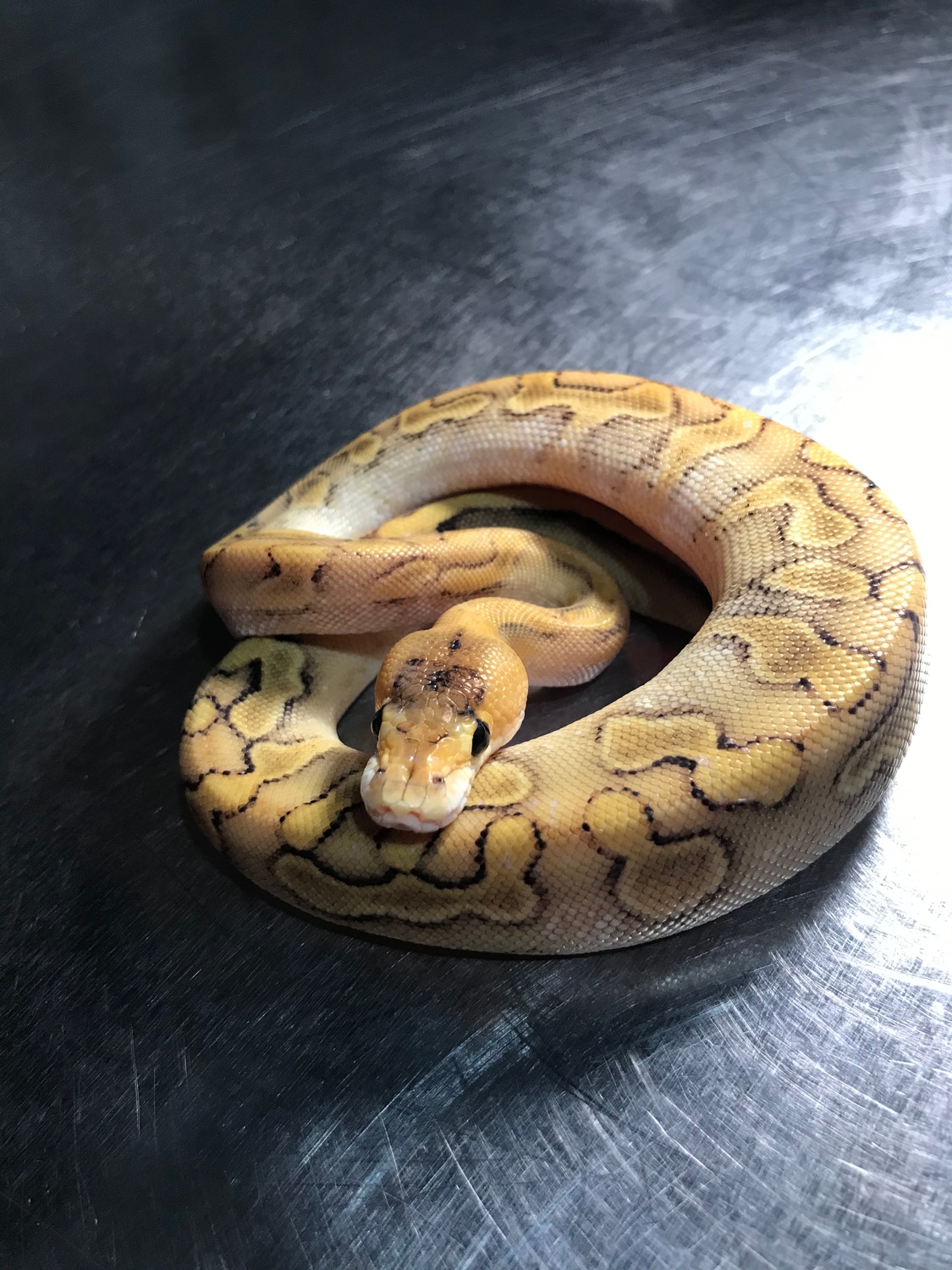 Super Enchi Champagne Het Clown Ball Python by American Made Morphs ...