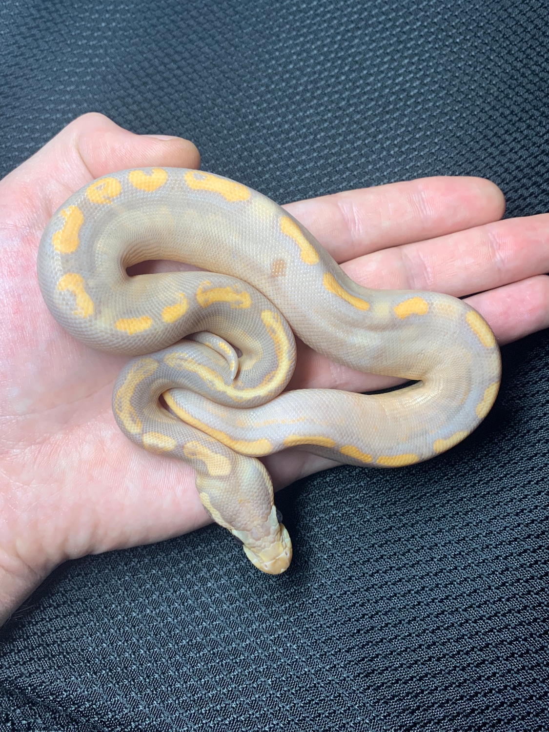 Banana Ghi Black Pastel Yellowbelly Het Hypo Ball Python by American ...