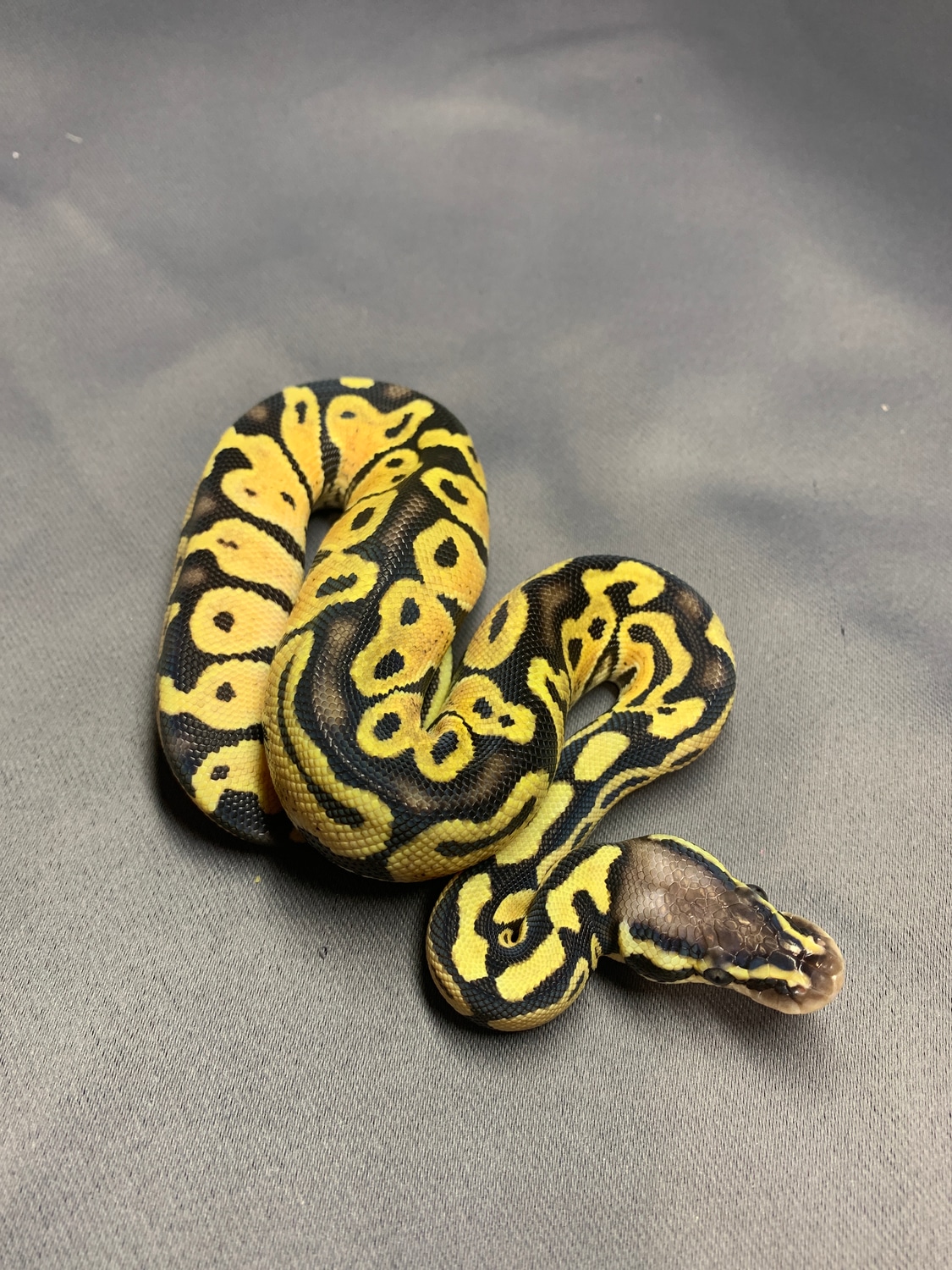 Pastel Yellowbelly Ball Python by American Made Morphs - MorphMarket