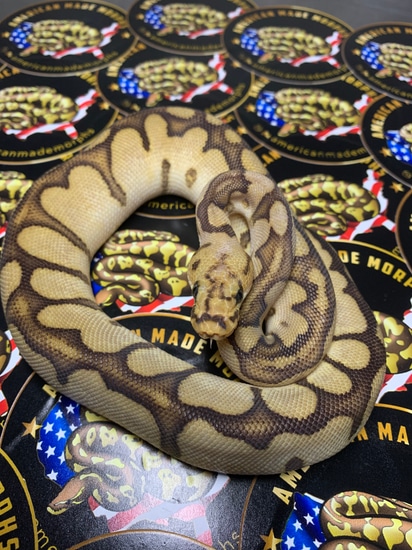 Chocolate Fire Spider Clown Ball Python by American Made Morphs