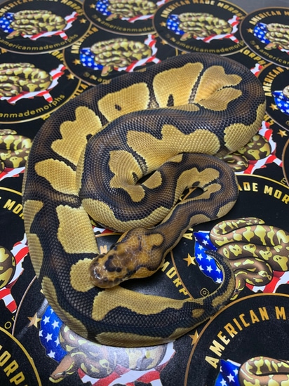 Chocolate Clown Ball Python by American Made Morphs