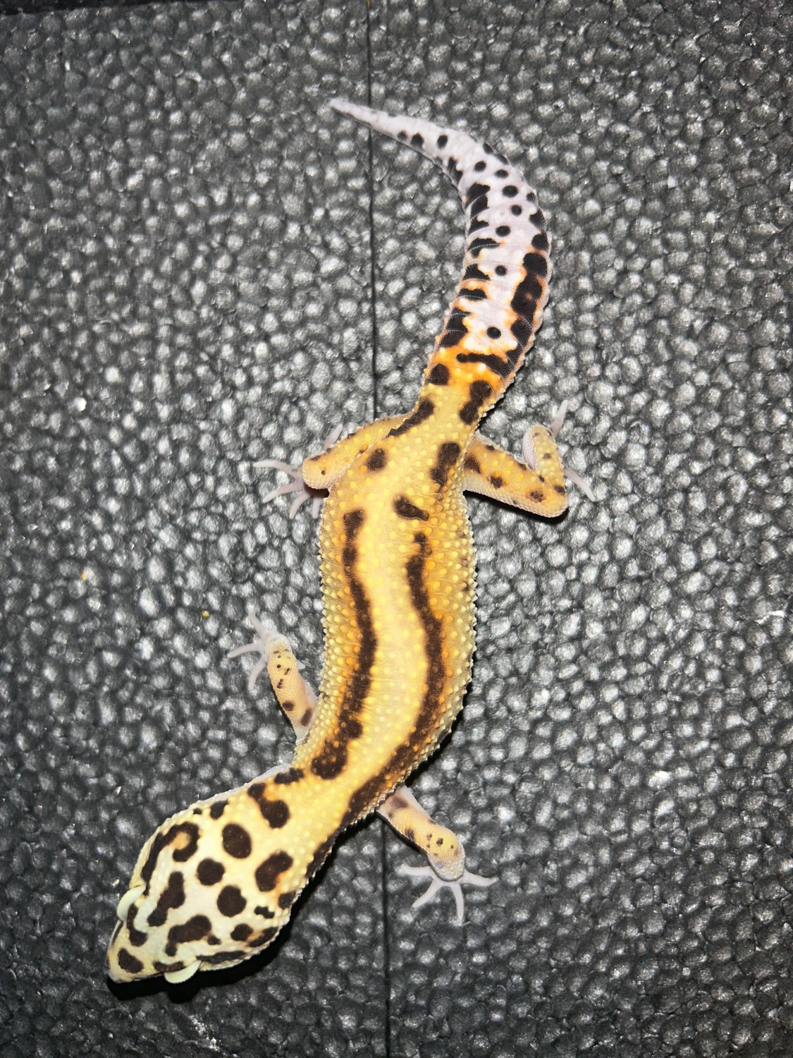 Bold Stripe Het Eclipse Leopard Gecko by AzacetaReptiles - MorphMarket