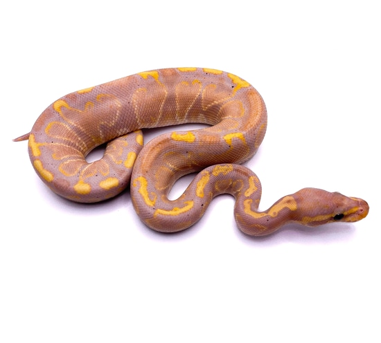 GHI Banana 100% Het Paint Ball Python by Azani Reptiles