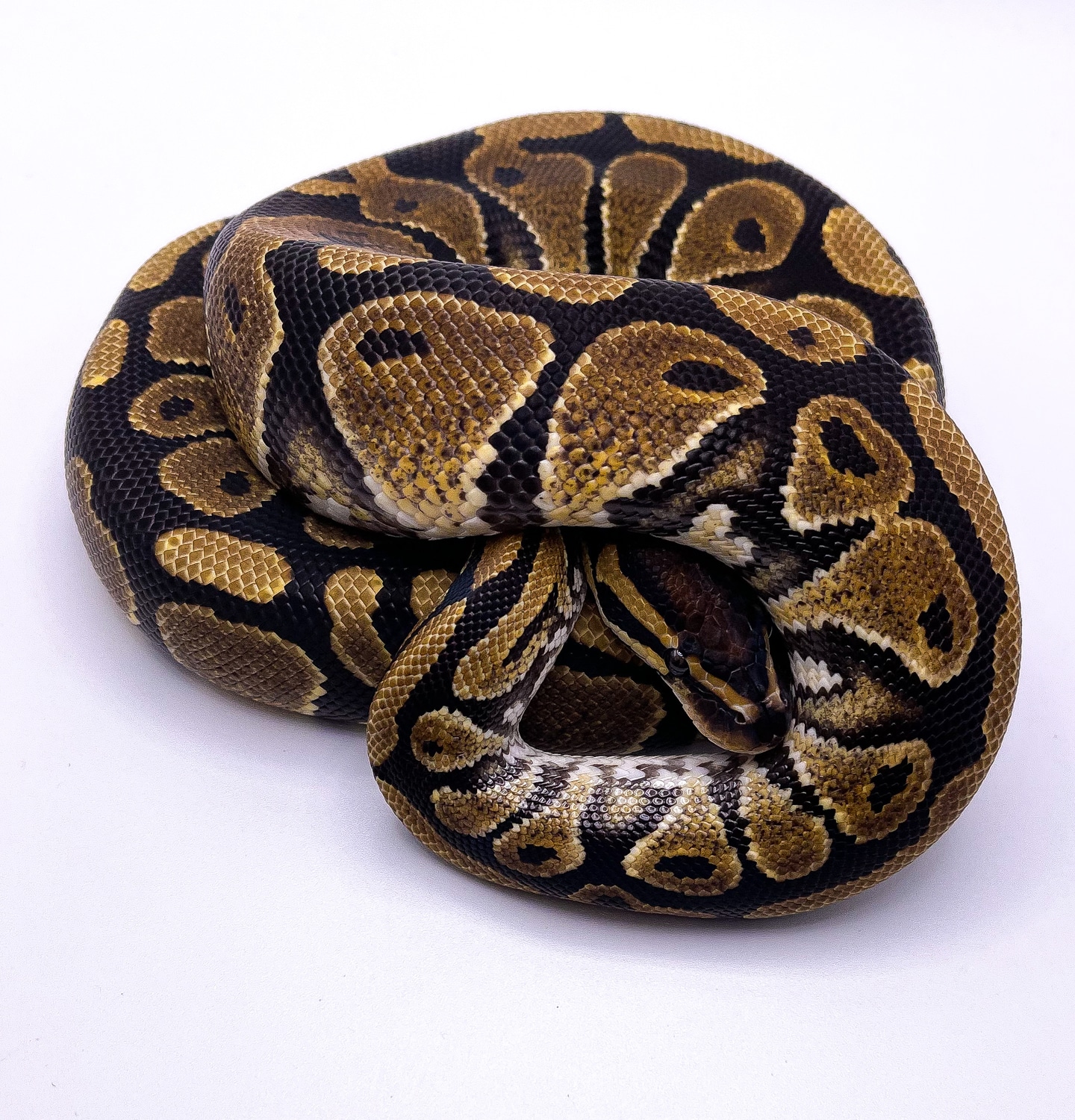 50% Het Paint Ball Python by Azani Reptiles - MorphMarket