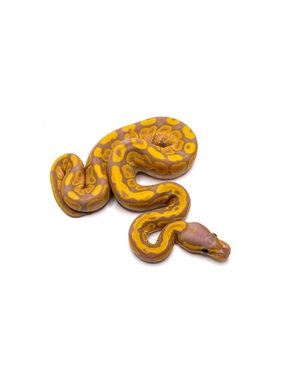 Banana Jedi 100% Het Paint Ball Python by Azani Reptiles
