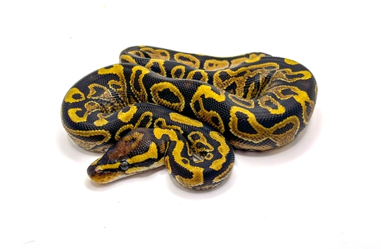 Jedi Yellowbelly 100% Het Paint Ball Python by Azani Reptiles