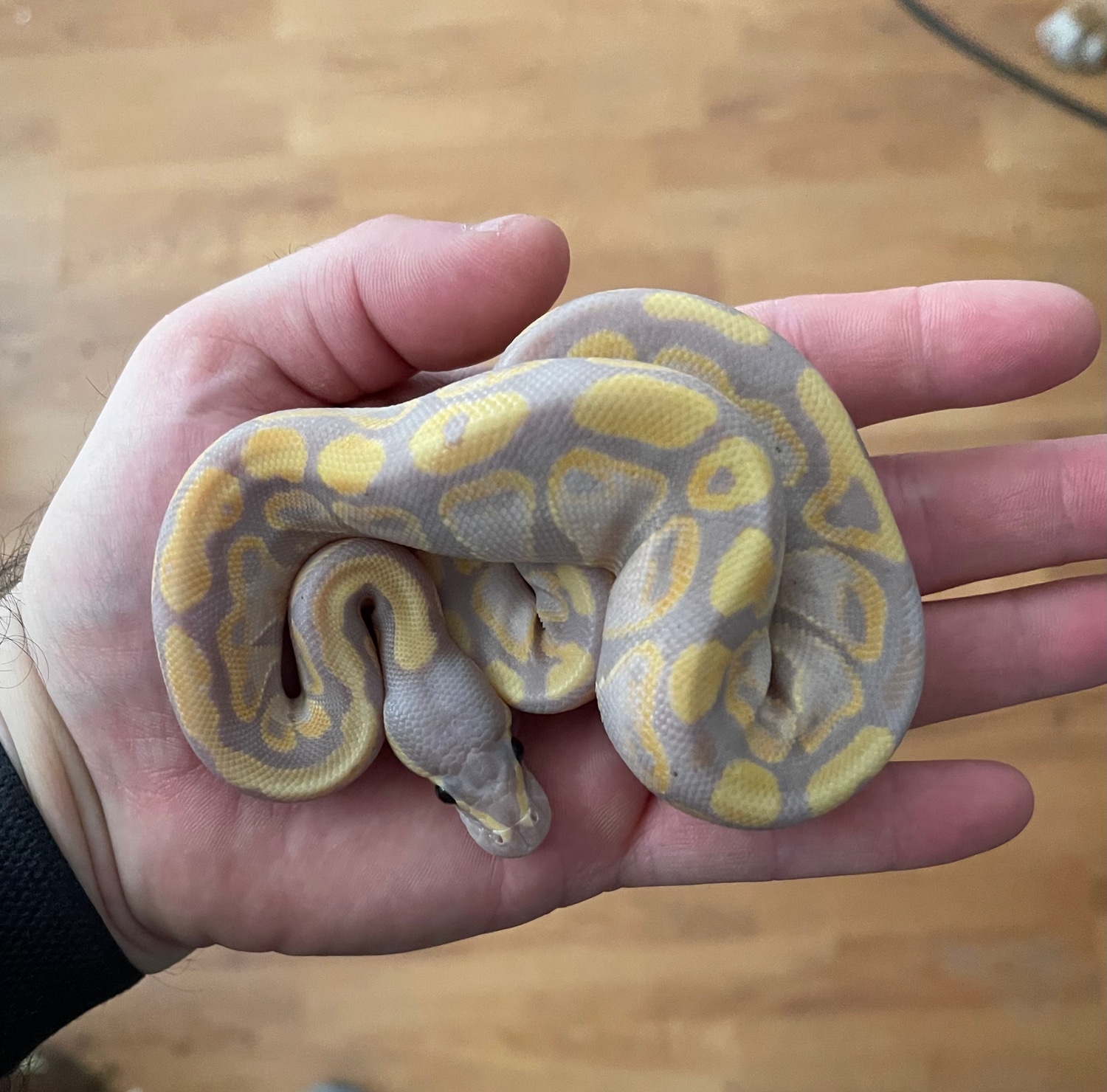 Banana 100% Het Paint Ball Python by Azani Reptiles - MorphMarket