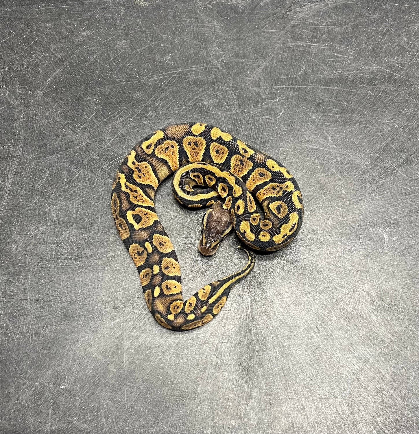 Pastel 100% Het Paint Ball Python by Azani Reptiles - MorphMarket