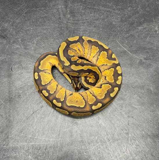 Enchi Sentinel Ball Python By Azani Reptiles