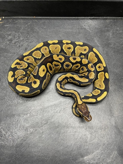Sale! Rtb Yellowbelly Pos Jedi Het Paint Ball Python by Azani Reptiles