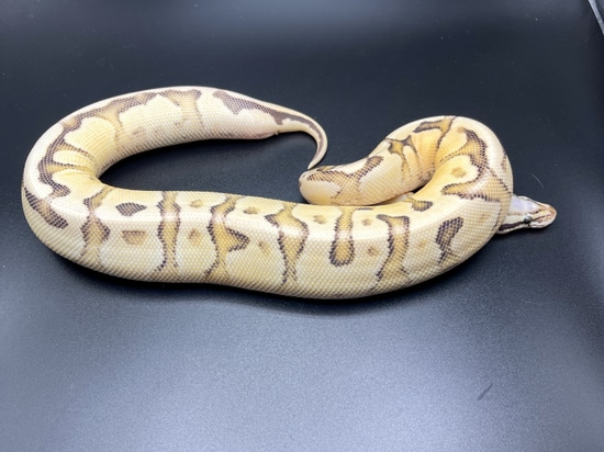 Pastel ODYB Vanilla Ball Python by Azani Reptiles