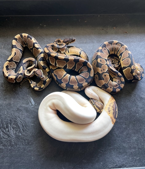 No Reserve Holy Grail Project Group Ball Python by Azani Reptiles