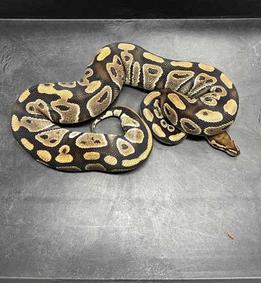 Proven Breeder Mahogany Het Clown Free Shipping! Ball Python by Azani ...