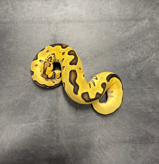 Lace Enchi Clown Ball Python by Azani Reptiles