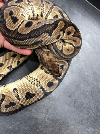 Red Stripe Clown Ball Python by Azani Reptiles