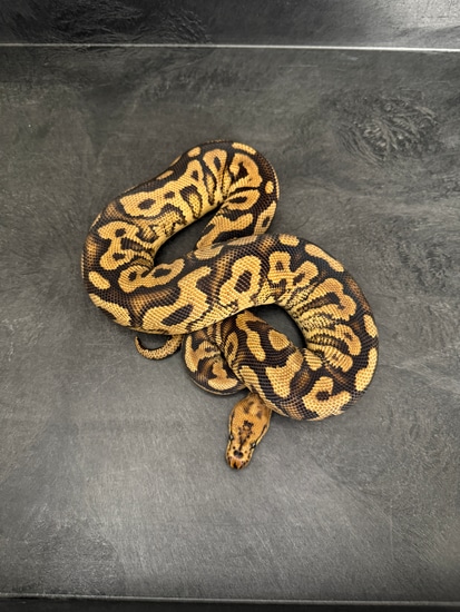 Spotnose Mahogany Clown Ball Python by Azani Reptiles