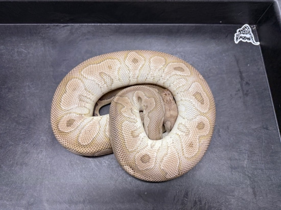Phantom Clown Ball Python by Azani Reptiles