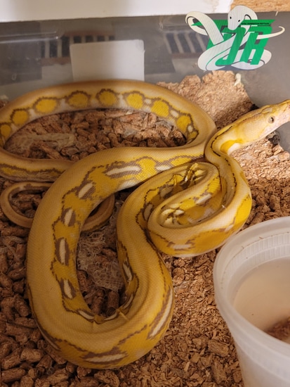 Platinum Tiger Mochino Posable Het Gentic Stripe Reticulated Python by ...