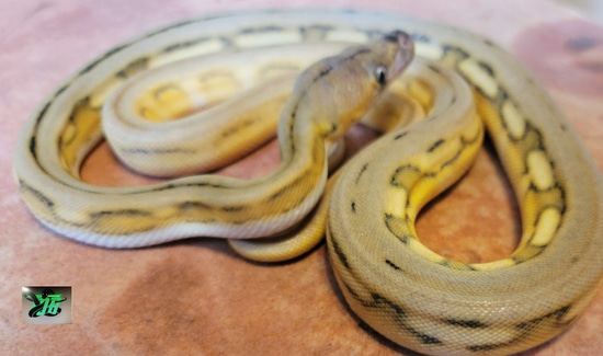Sunfire Tiger Citron 50% Pos Het Albino 50% Pos Het Genetic Stripe ...