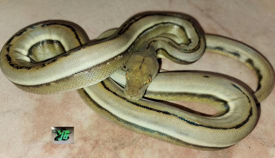 Sunfire Genetic Stripe Het Albino Or Het Mocha Reticulated Python by ...