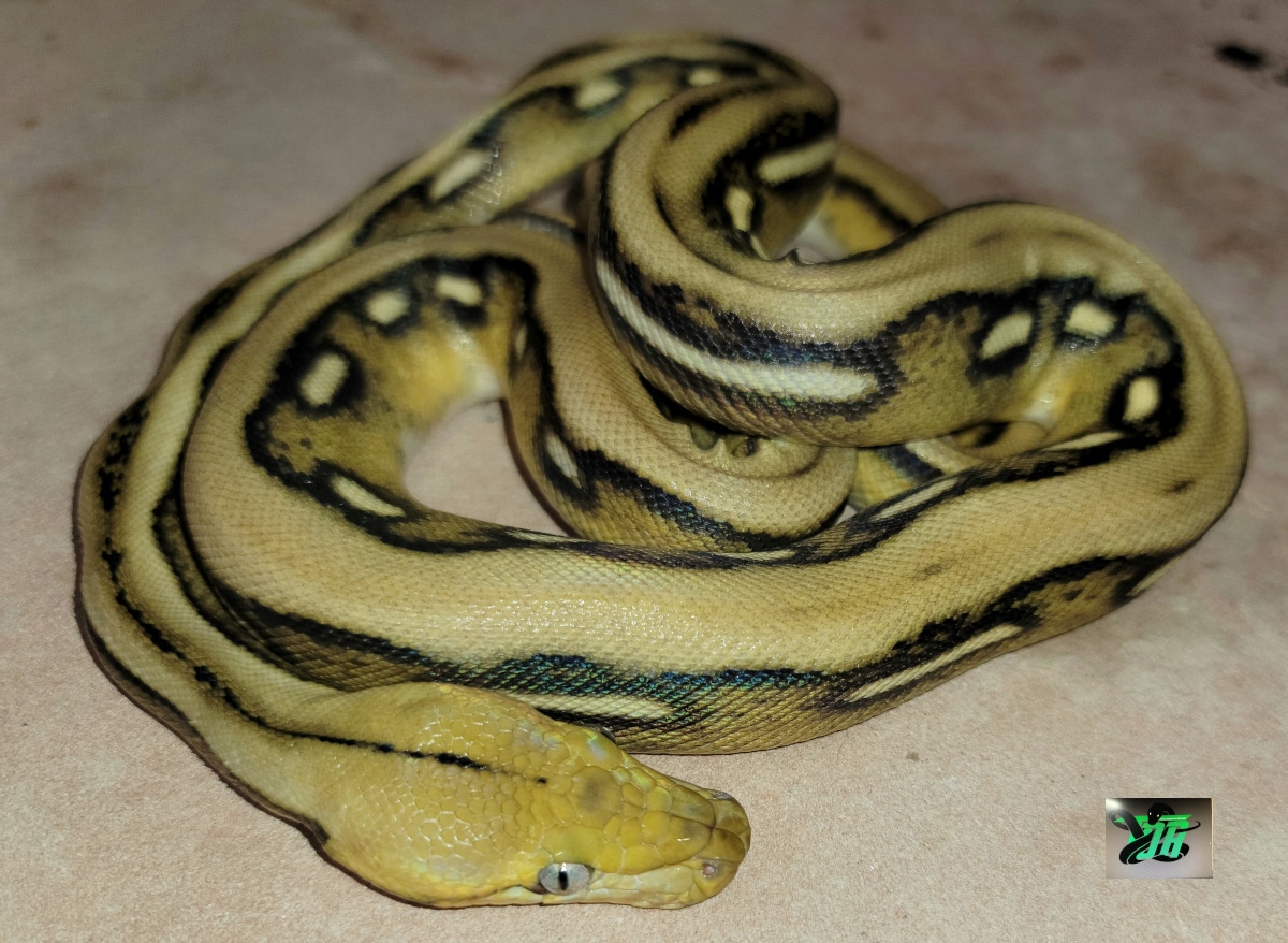 Tiger Citron Reticulated Python by Total Domination Reptiles - MorphMarket