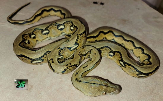 Sunfire 100% Het Stripe Het Mocha Or Albino Reticulated Python by Total ...