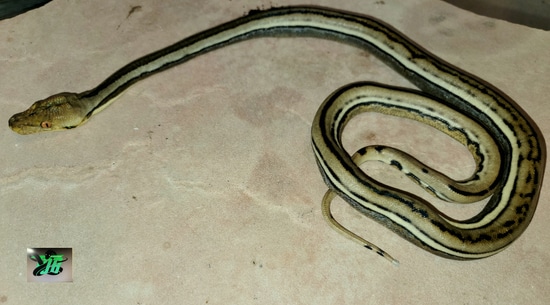 Genetic Stripe Citron 50% Pos Het Albino Reticulated Python by Total ...