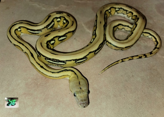 Platinum Tiger 50% Possible Titanium 50% Possible Albino Reticulated ...