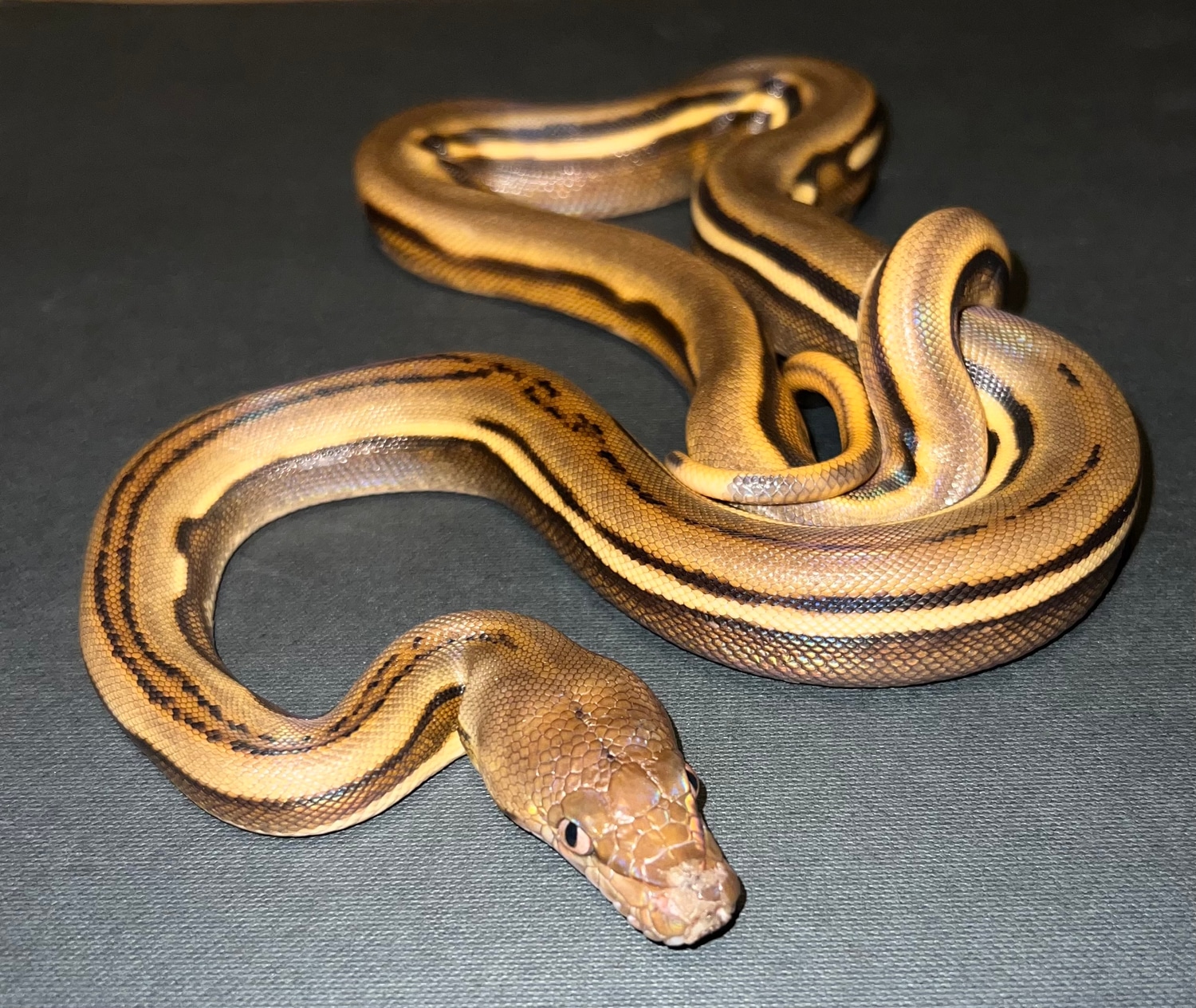 GS Sunfire 100% HET Titanium Reticulated Python by Total Domination ...