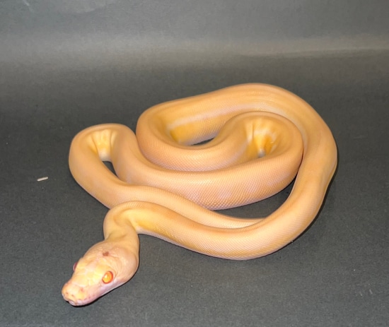 Platty GS Ultra Ivory Albino Reticulated Python by Total Domination ...